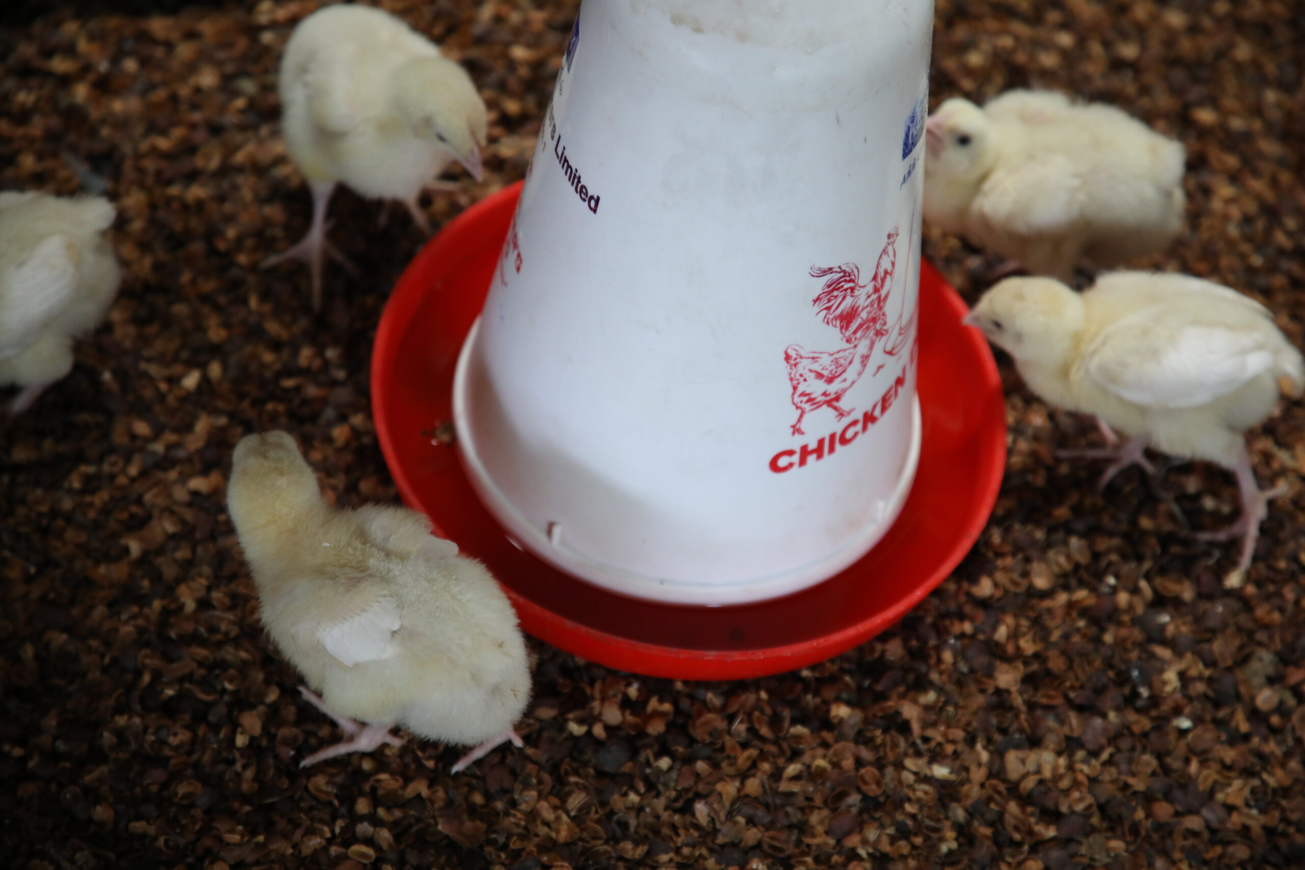 Why coccidiosis programmes stop working - Nutrinova Limited (Uganda)