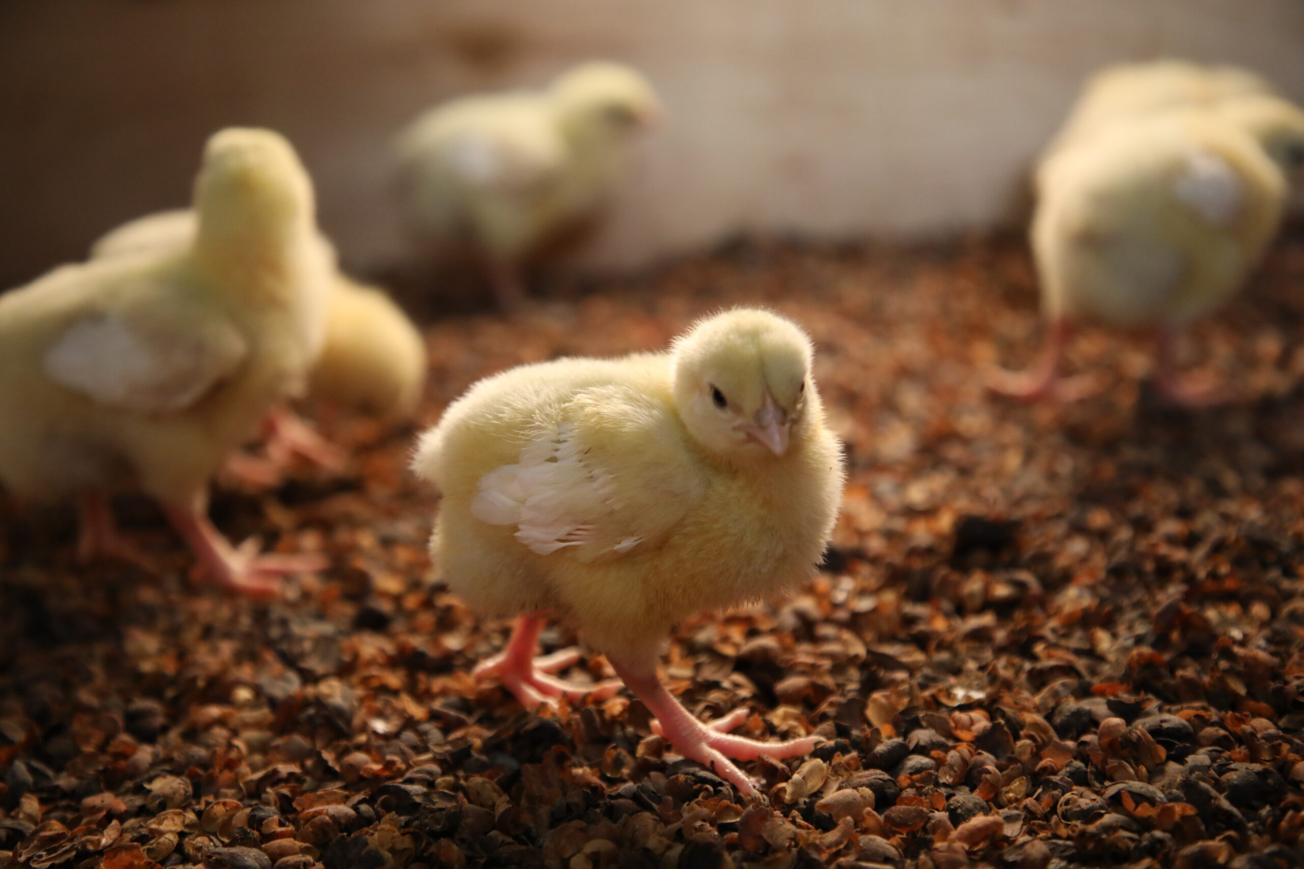 Why coccidiosis programmes stop working - Nutrinova Limited (Uganda)